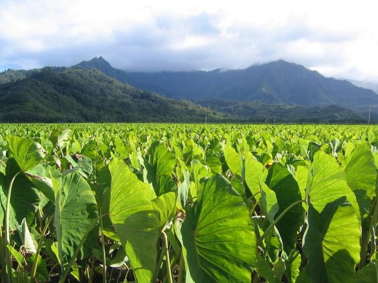 Fiji Plagued by Taro Beetle Infestation - PestControlReviews.com