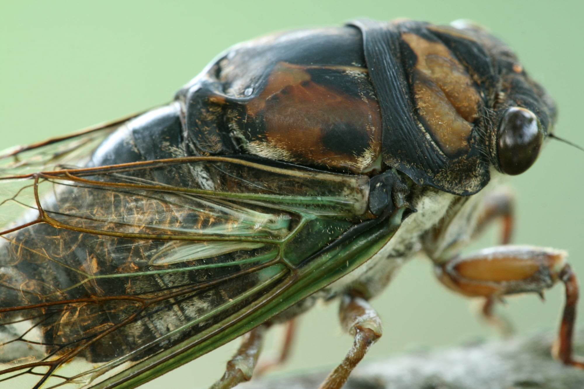 17 Things You Didn't Know About Cicadas - PestControlReviews.com