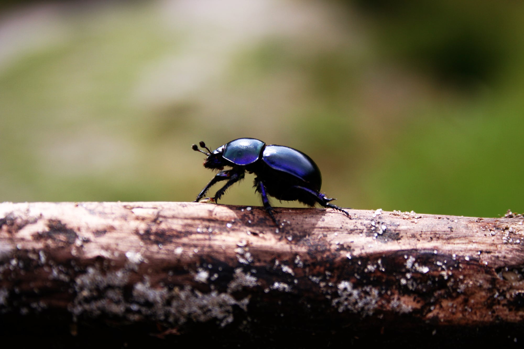 June Bugs and Your Garden - PestControlReviews.com