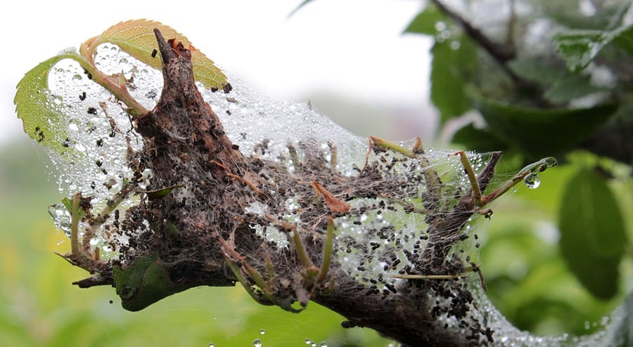 How to Exterminate Moth Larvae Effectively - PestControlReviews.com