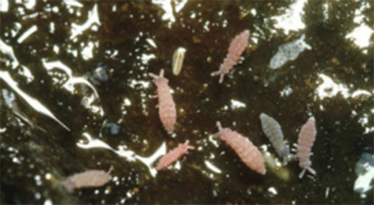 How To Control Springtail Bugs In Your Yard - PestControlReviews.com